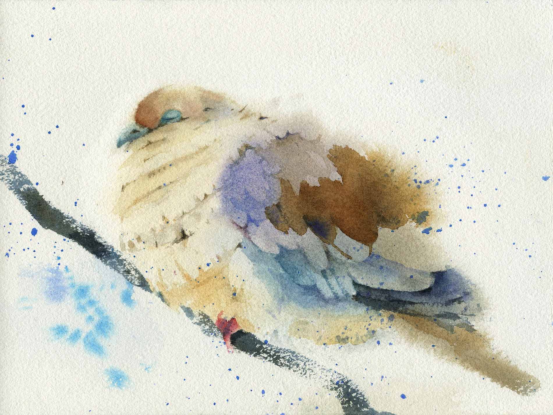 Fat Dove – Daniela Tovar